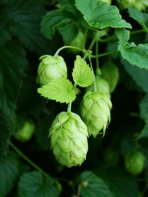 Hoppy Beers | A Perfect Pint Beer Blog