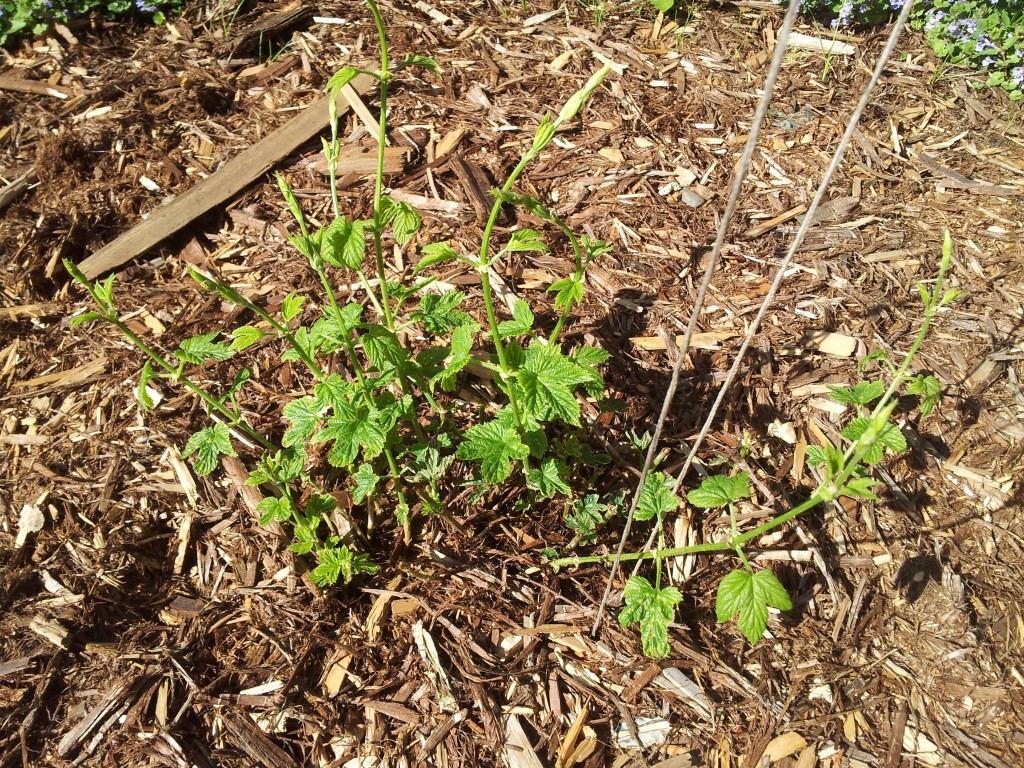 Cooking Spring Hop Shoots | A Perfect Pint Beer Blog